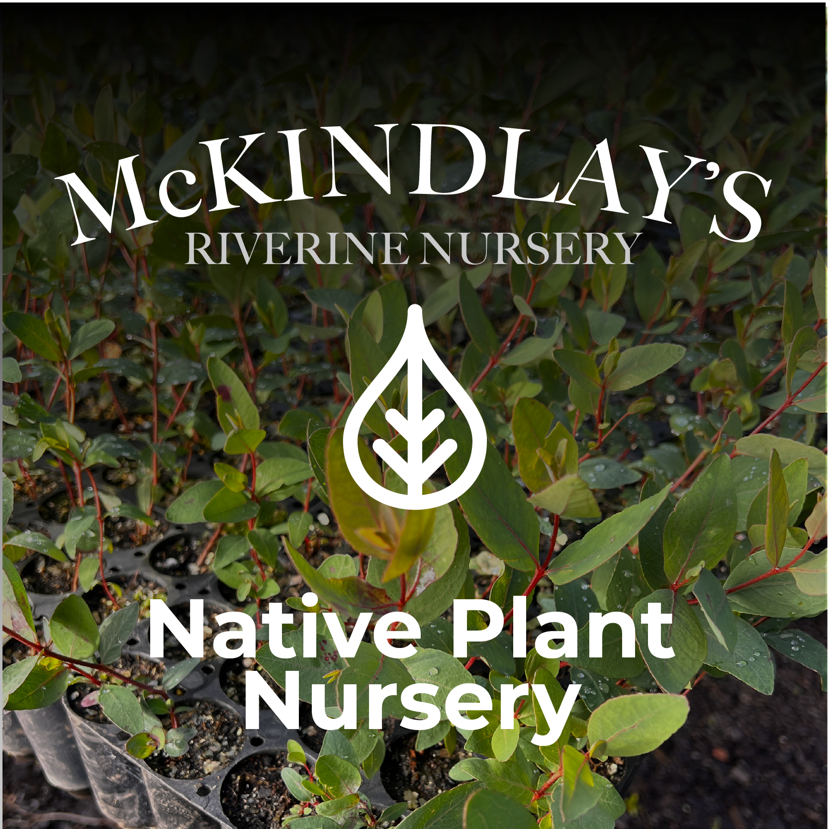Native Plants Nursery Moama | McKindlays Riverine Nursery